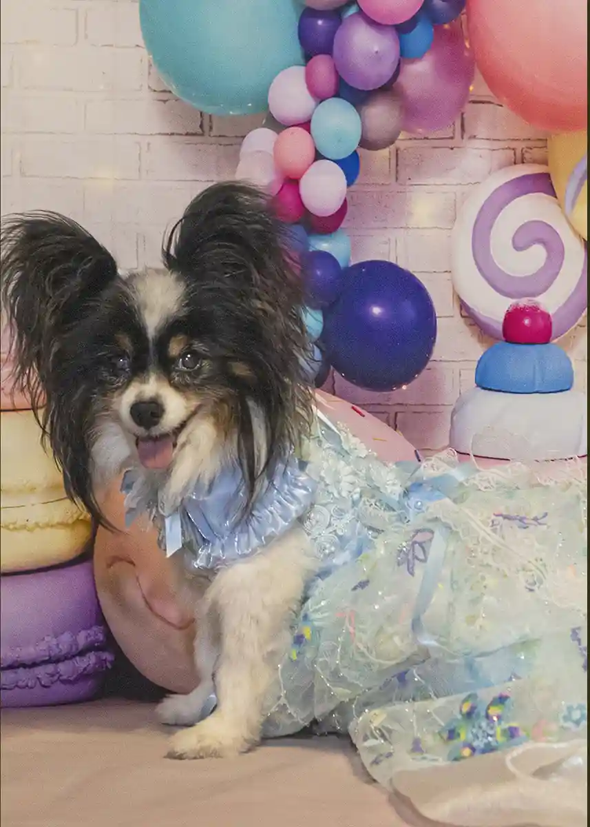 Dress up dog photo Studio Home | Dress up dog photo studio